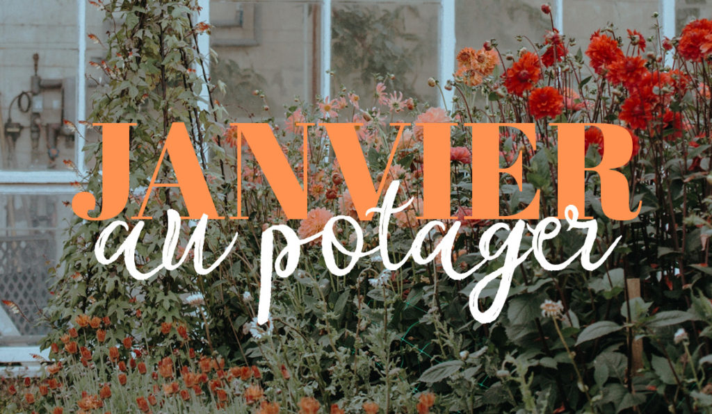 Cultures de janvier au potager citadin bio et naturel - Échoppe Végétale